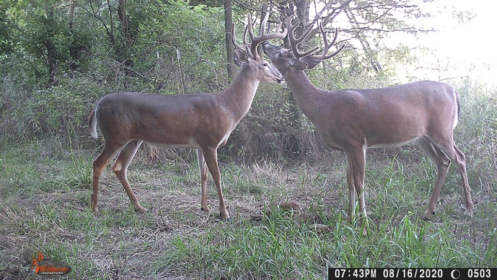 Spark 2.0 Combo Lightsout™ - Wildgame Innovations