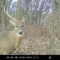 Terra XT 2.0 - Wildgame Innovations